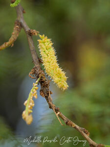 Wild flowers: Indju, Kwihi, Palu di Kuida – Caribbean Footprint